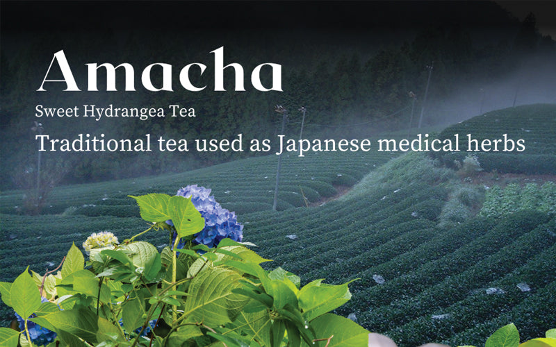 Natural sweet tea used as Japanese herbs – J Passport Selection